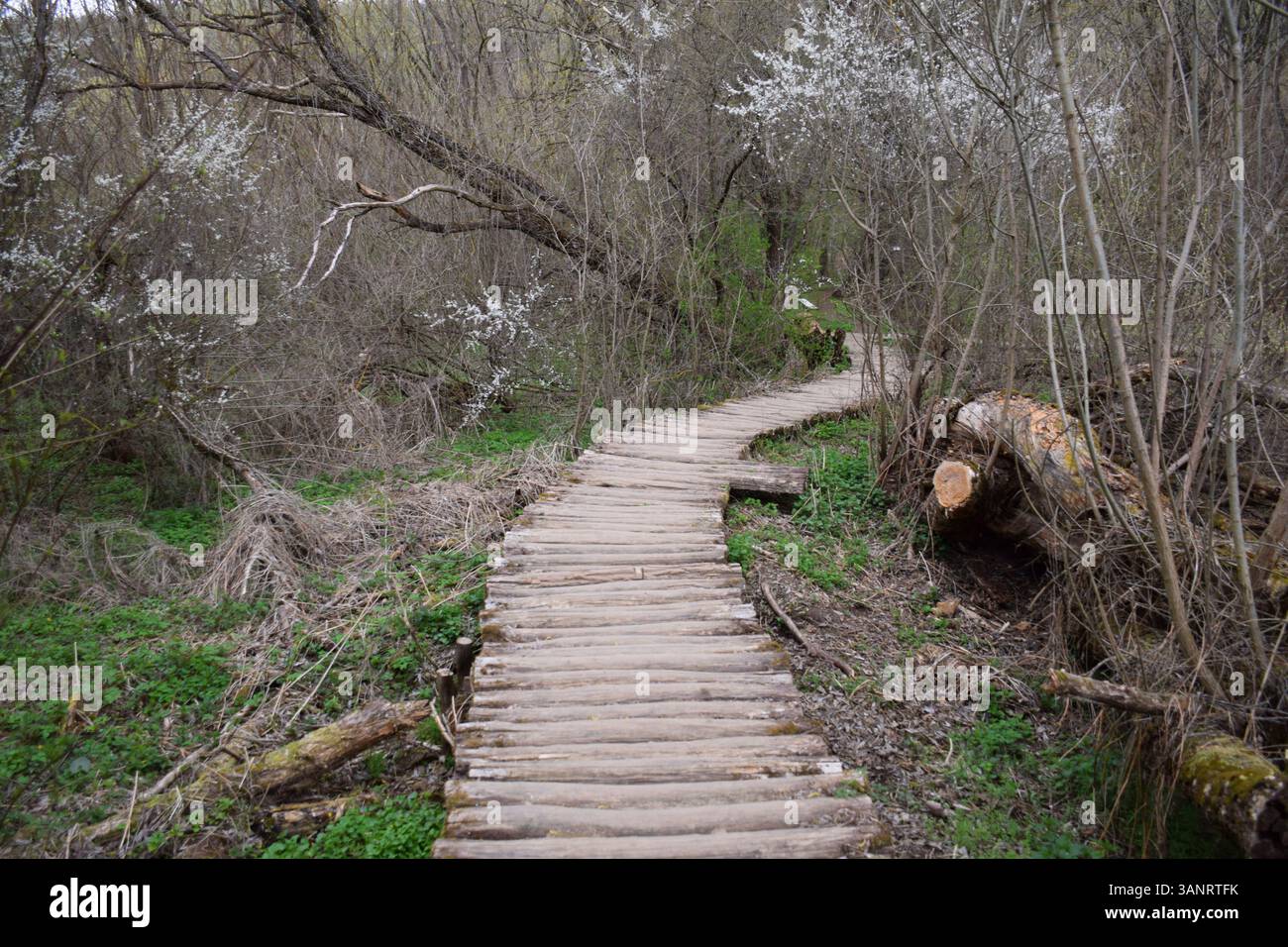 Wooden Log Pathway: A Rustic Nature Trail Through Lush Forest. Wooden ...