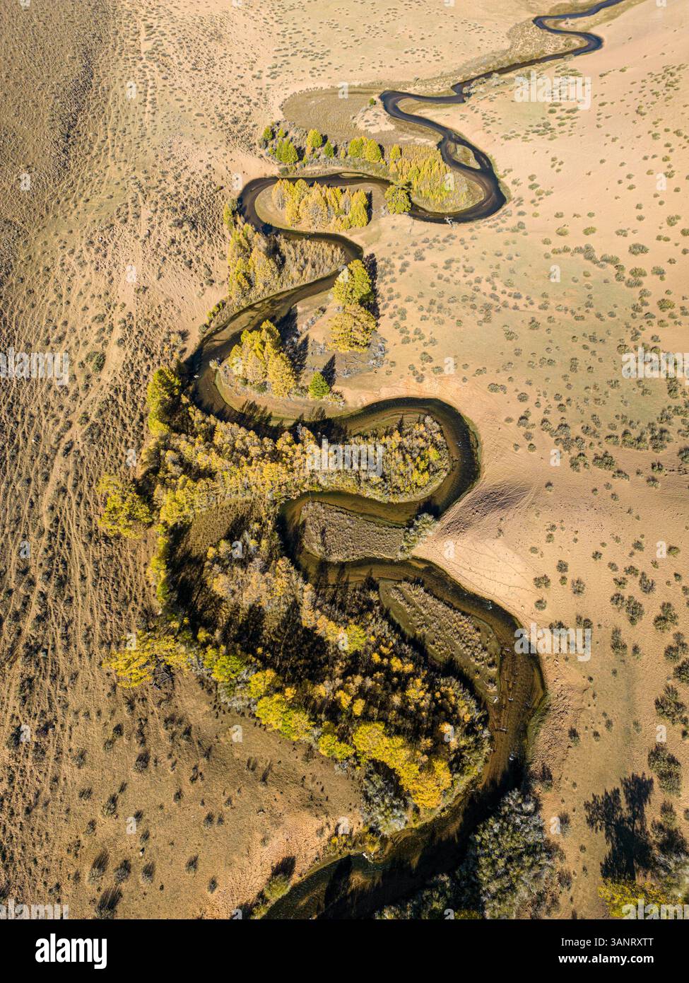 Aerial view of Larch trees, Tsetsen-Uul, Zavkhan, Mongolia Stock Photo ...