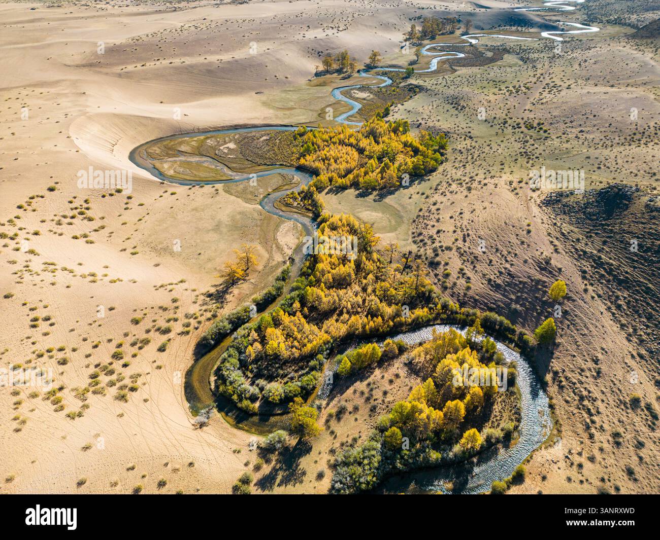 Aerial view of larch trees by the river, Tsetsen-Uul, Zavkhan, Mongolia ...