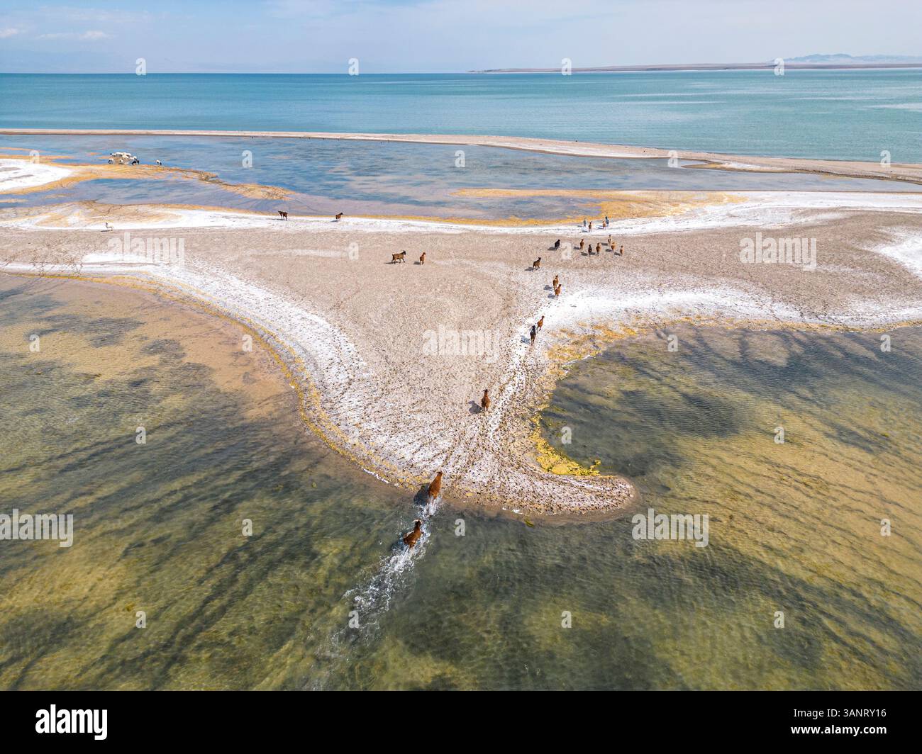 Aerial view of Khyargas lake, watering place for cattle, Zavhan ...