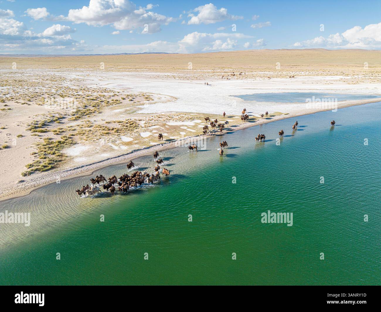 Aerial view of camels at the waterhole, Urgamal, Zavkhan, Mongolia ...