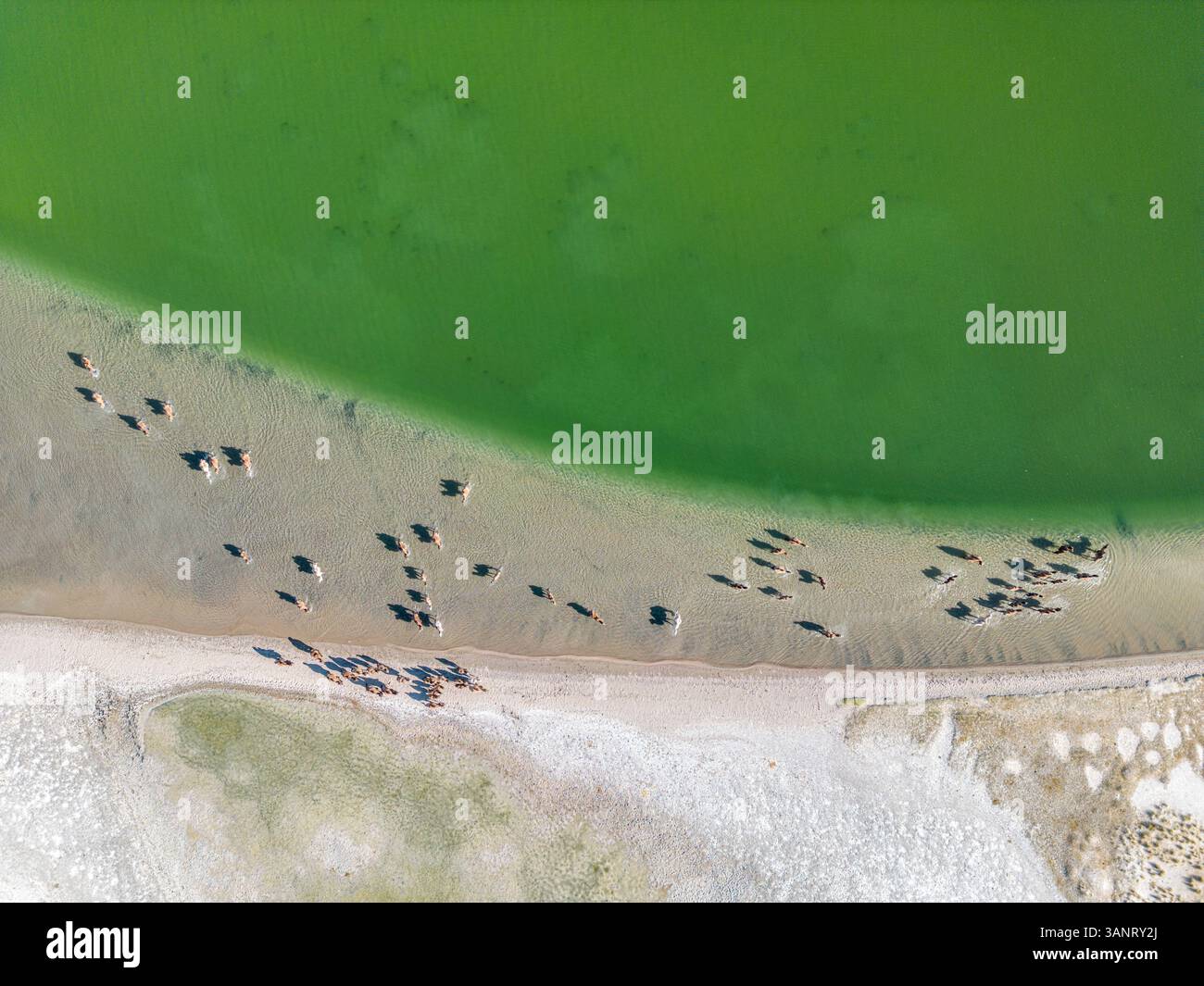 Aerial view of camels at the waterhole, Urgamal, Zavkhan, Mongolia ...
