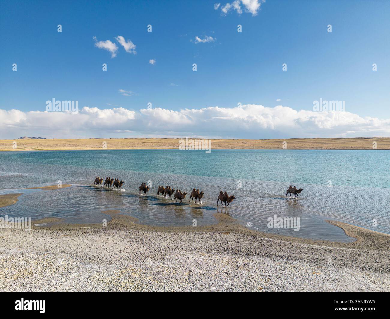 Aerial view of camels crossing the lake, Urgamal, Zavkhan, Mongolia ...