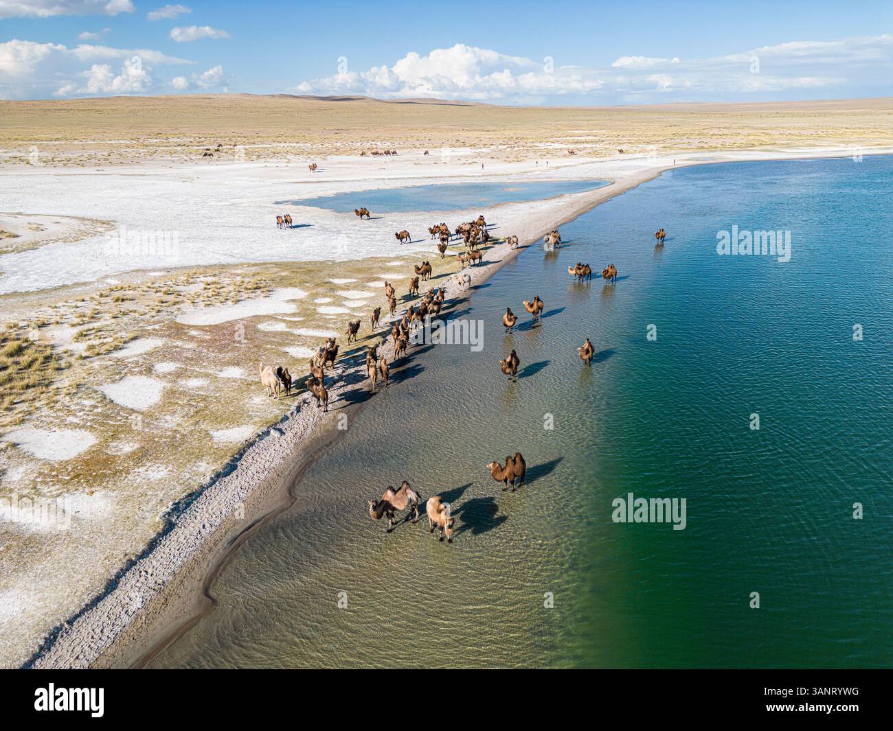 Aerial view of camels at the waterhole, Urgamal, Zavkhan, Mongolia ...