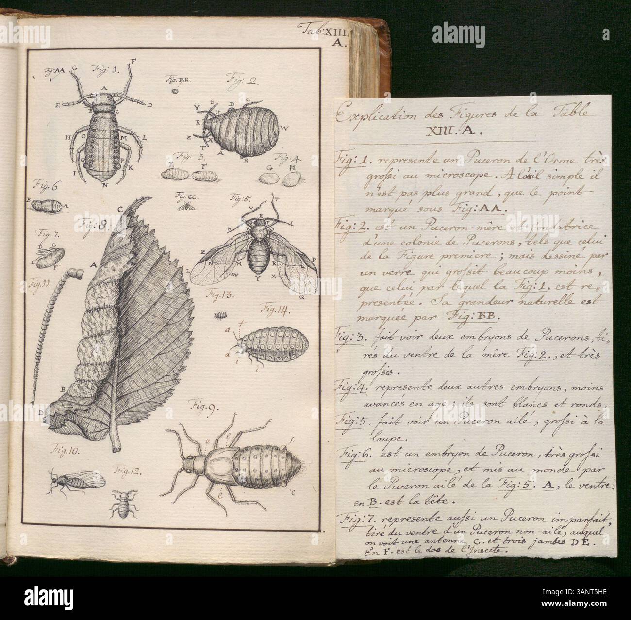 This original drawing by Charles De Geer, created between 1740 and 1770 ...