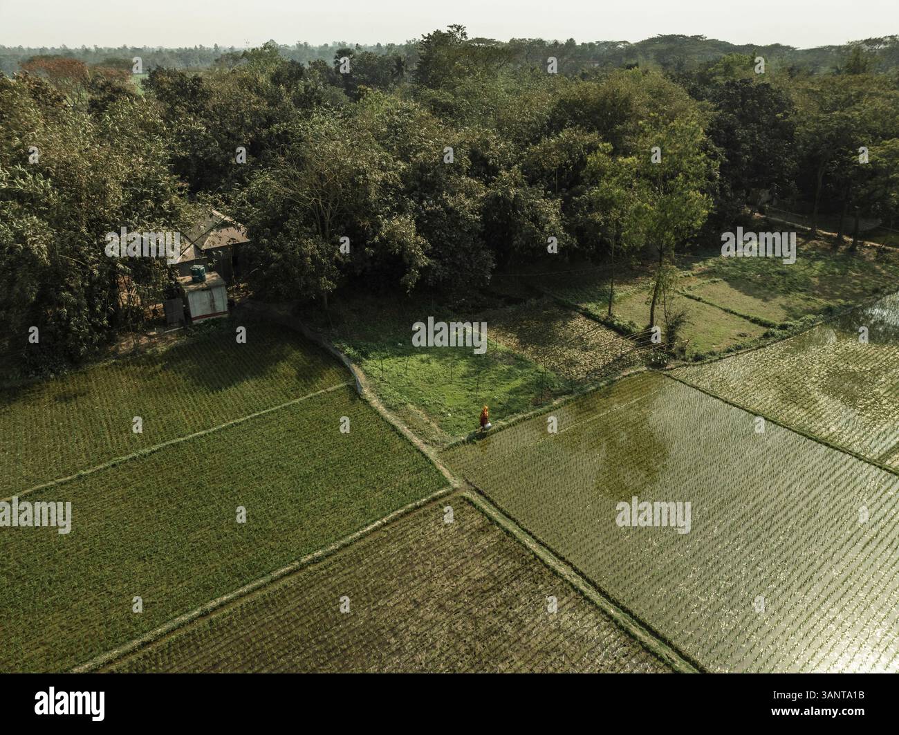 Aerial view of lush rice fields with people working amidst greenery, Ayubpur, Dhaka, Bangladesh ...