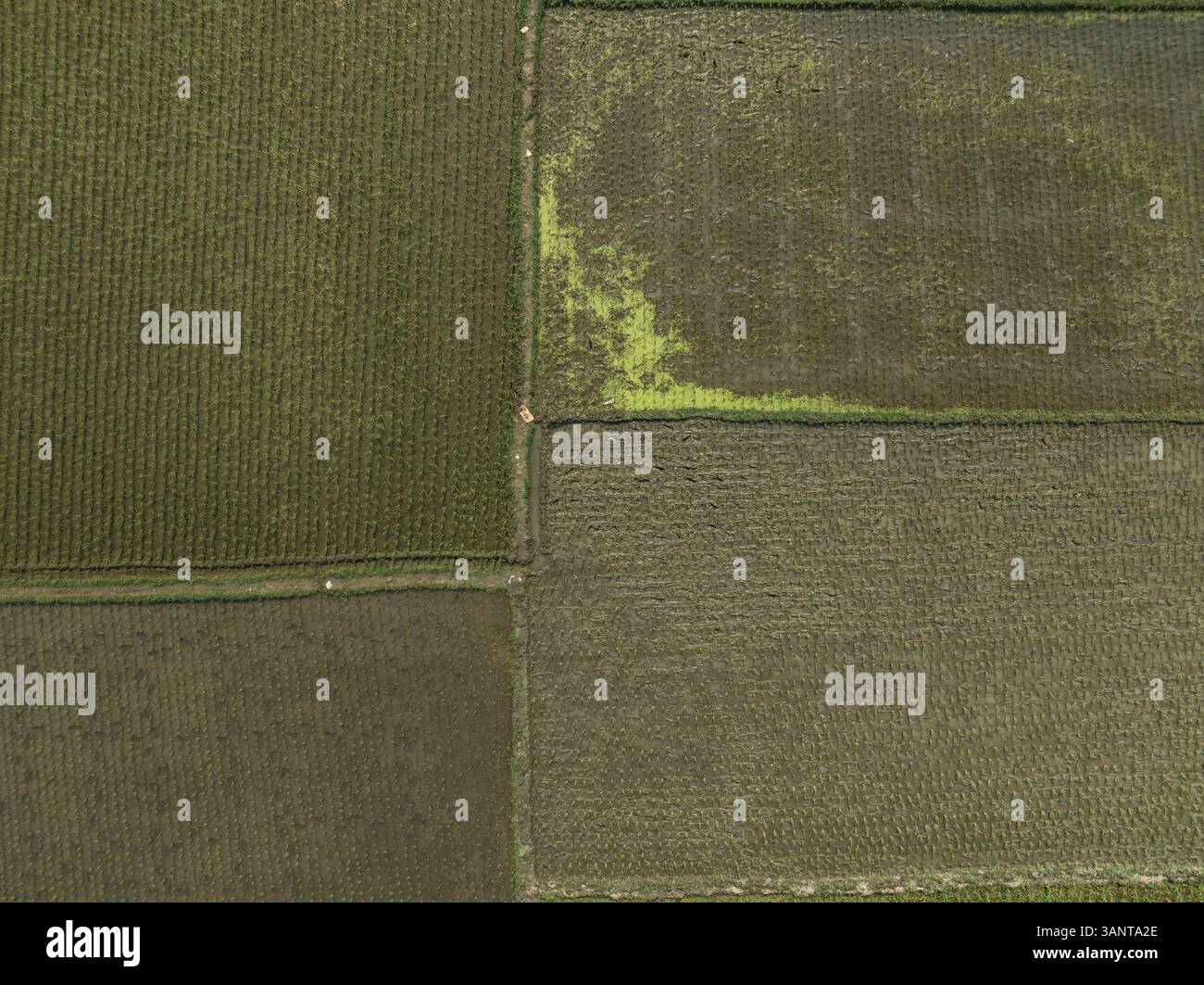 Aerial view of lush green rice fields with intricate patterns and ...