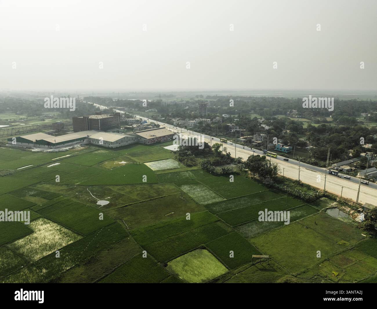 Aerial view of expansive rice fields and tranquil countryside with ...