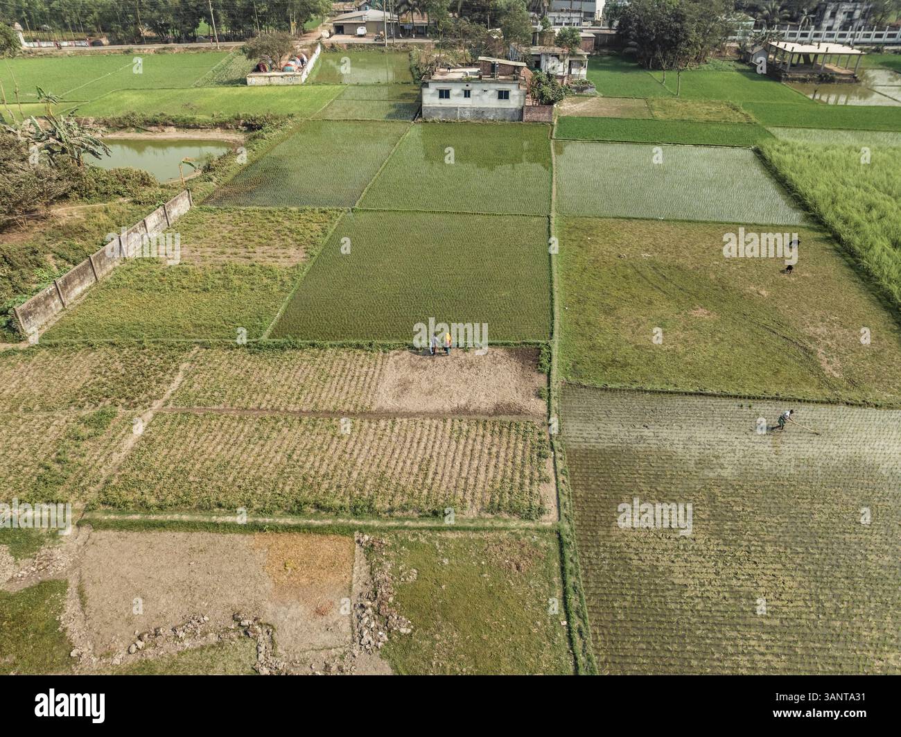 Aerial view of vibrant rice fields with people working in the lush ...