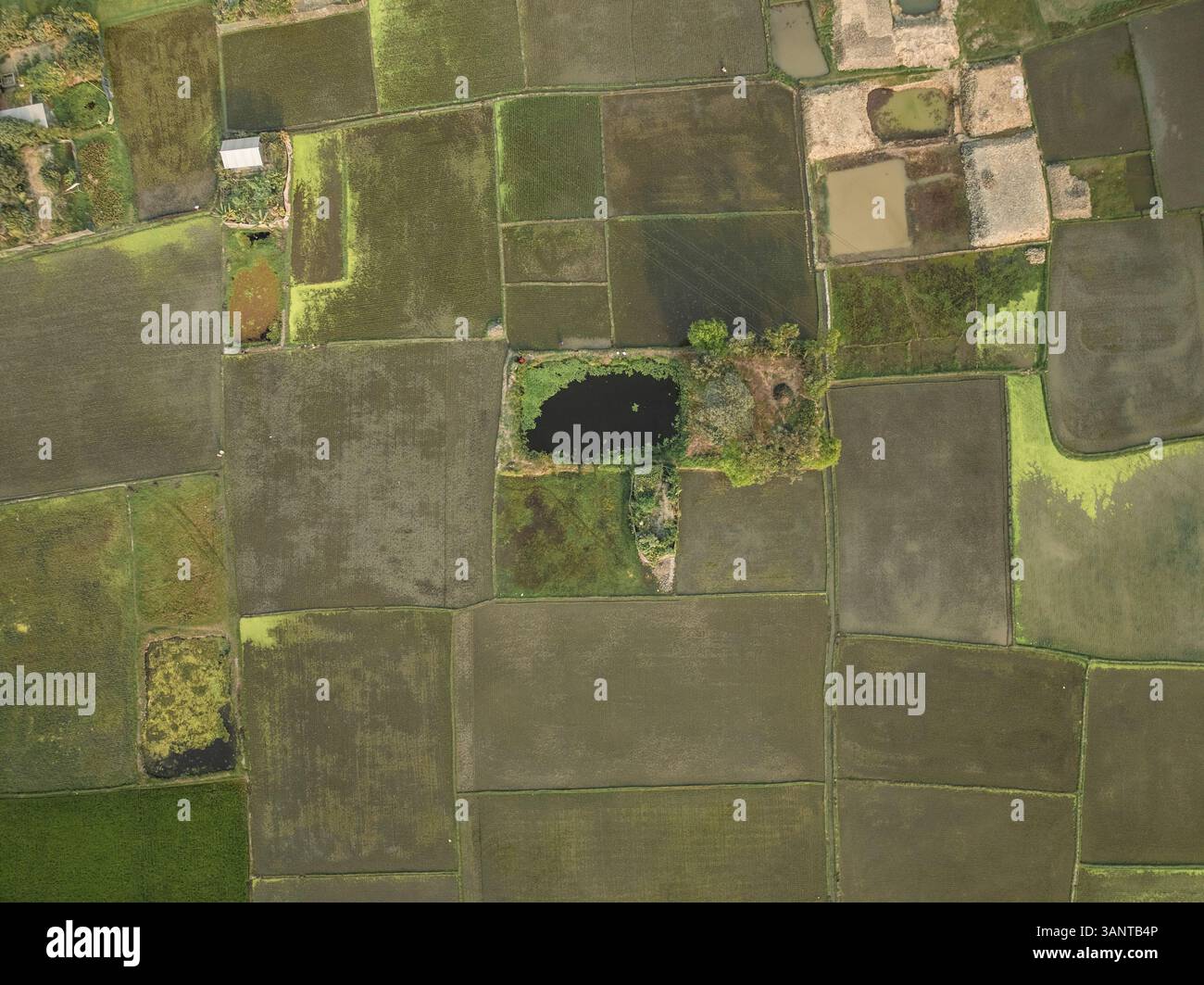 Aerial view of beautiful green rice fields with patterns and textures ...