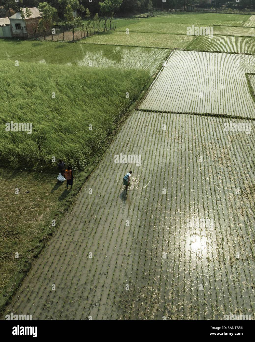 Aerial view of vibrant rice fields with people harvesting, Putia ...