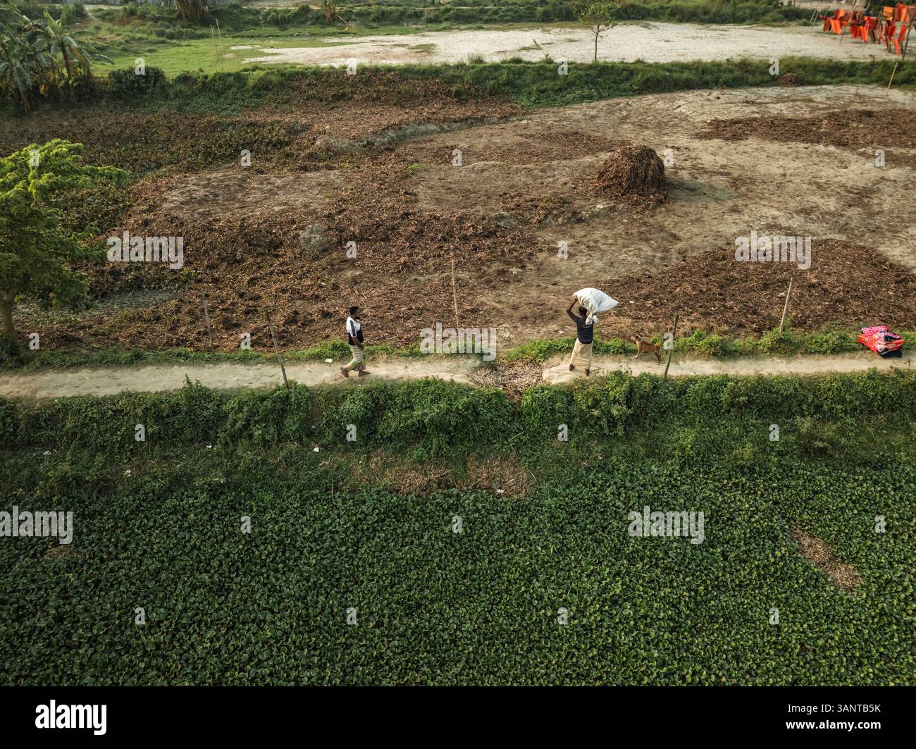 Araihazar, Bangladesh - 31 January 2025: Aerial view of people walking along a path in a green ...
