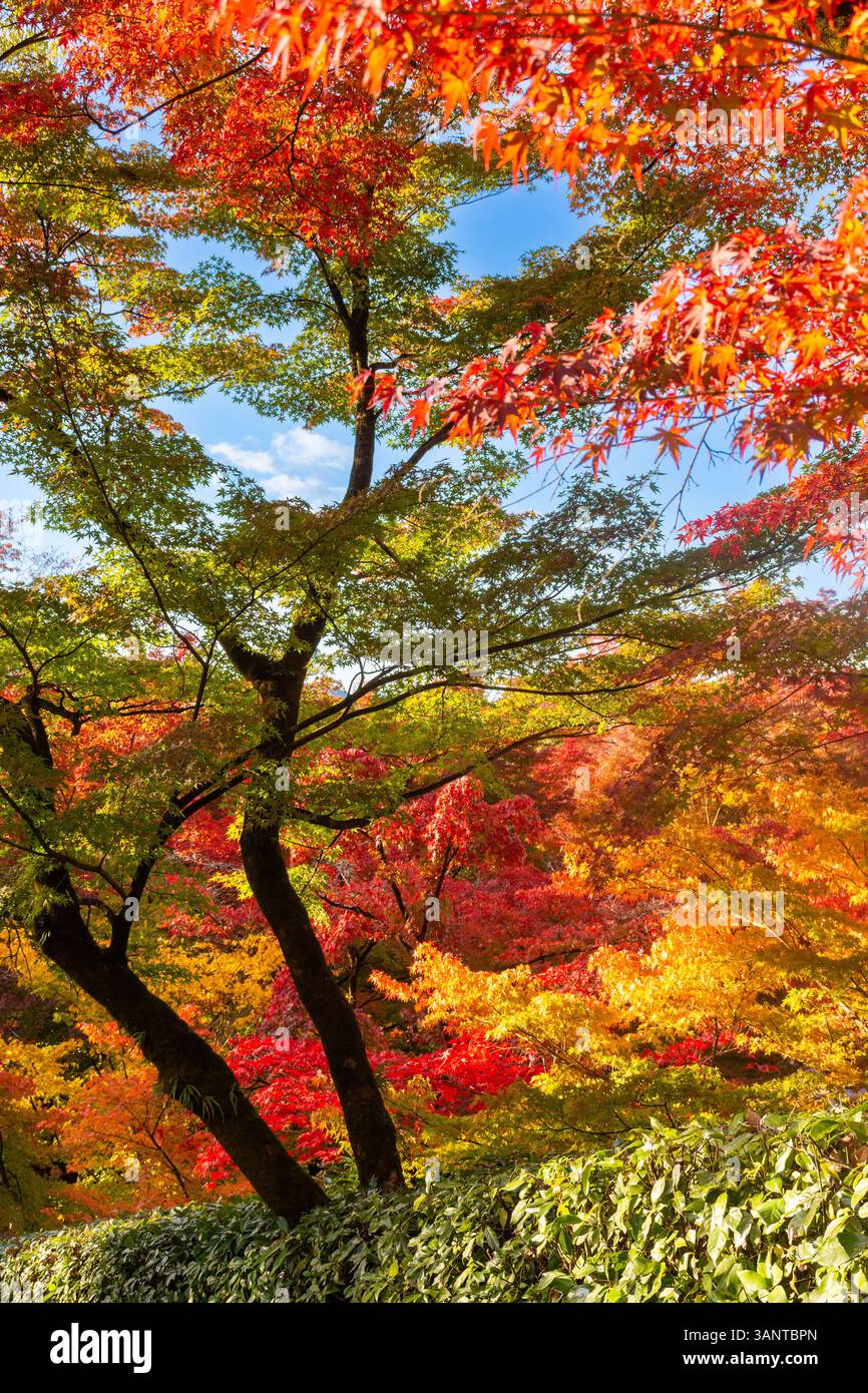 Eikando Temple, Kyoto, Japan Stock Photo - Alamy