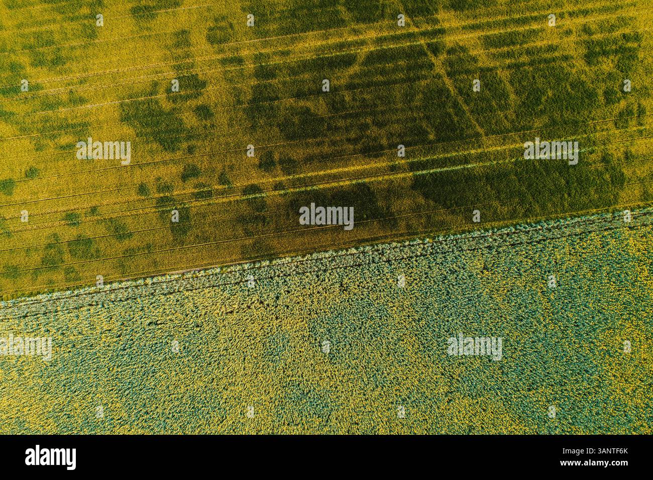 aerial top down view from drone of a rapeseed or canola crop ...