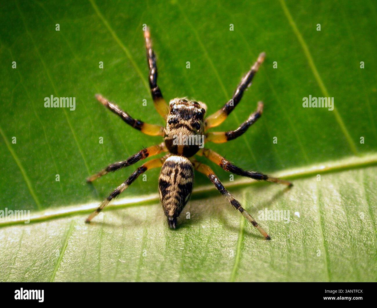 July 08, 2011 - La Selva, Costa Rica - This adult female jumping spider ...