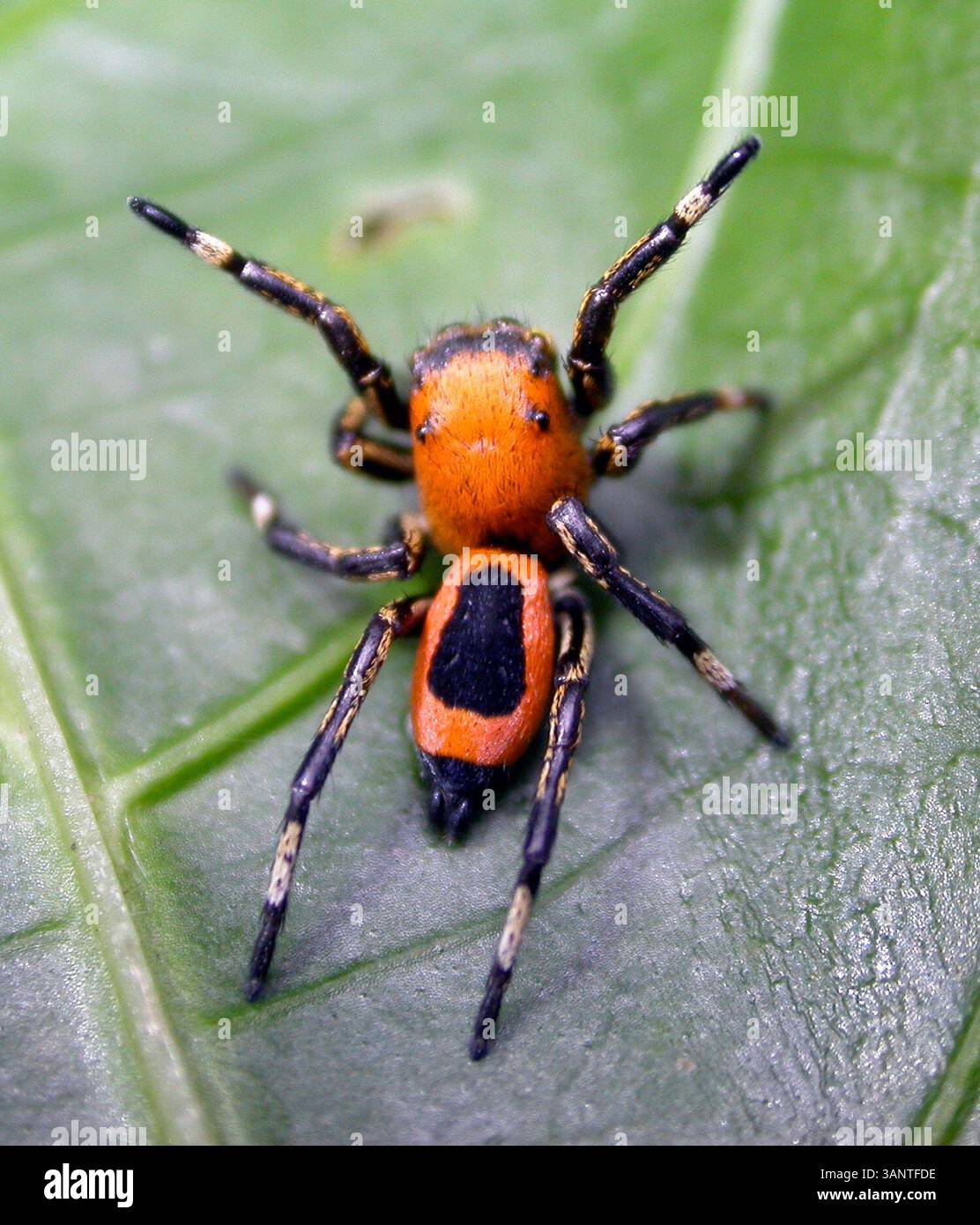 July 08, 2011 - La Selva, Costa Rica - An adult female jumping spider ...