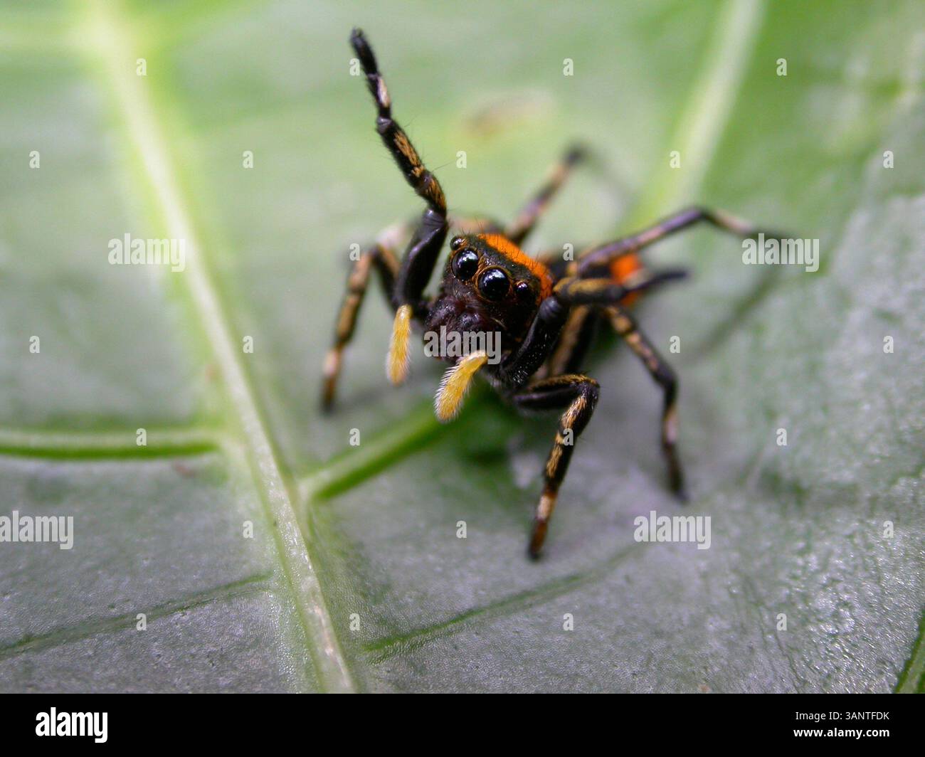 July 08, 2011 - La Selva, Costa Rica - An adult female jumping spider ...
