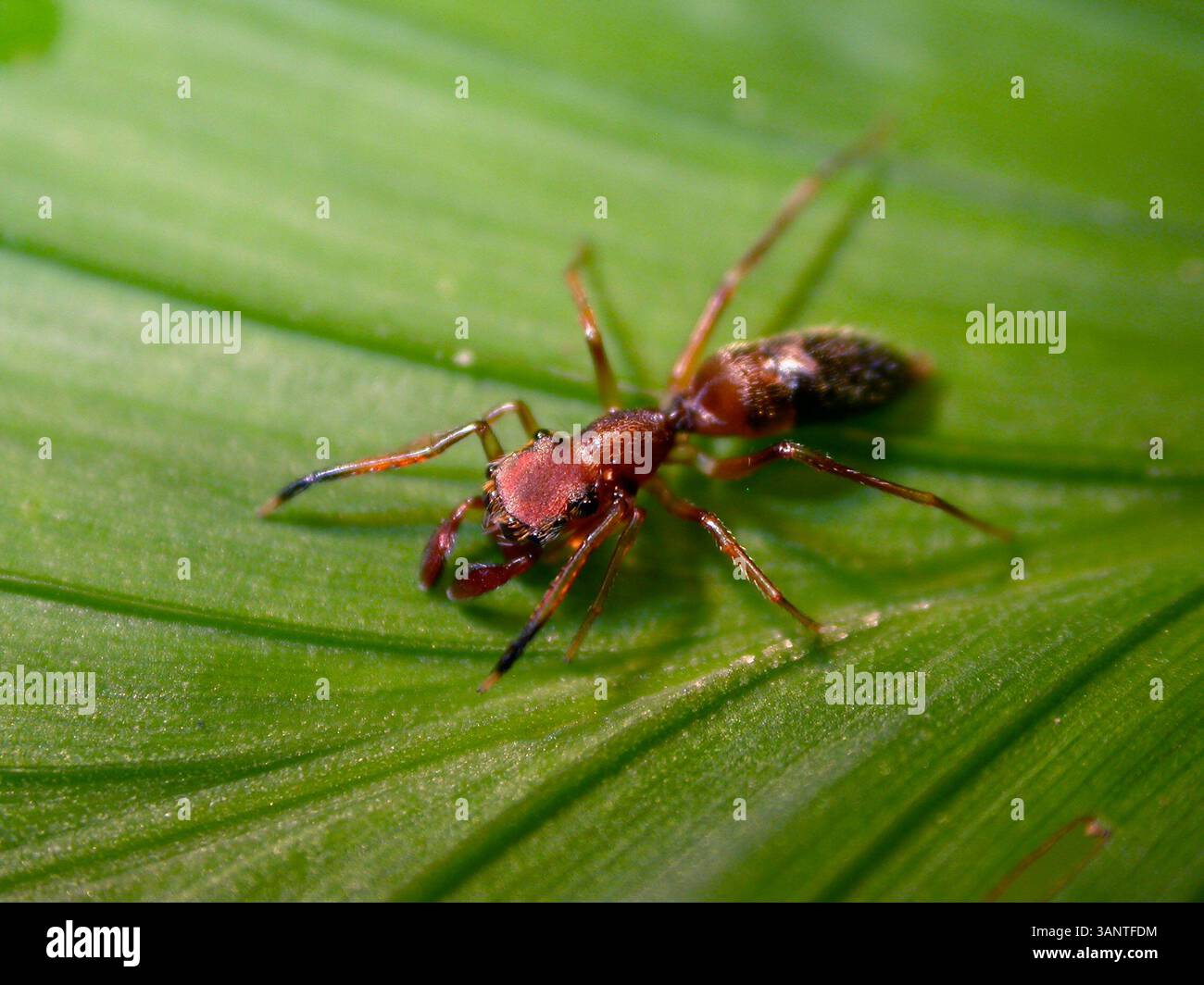 July 08, 2011 - La Selva, Costa Rica - An ant-mimicking jumping spider ...