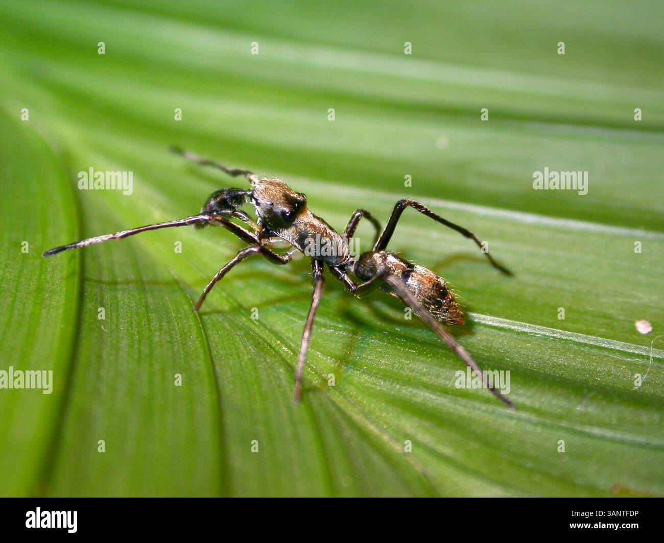 July 08, 2011 - La Selva, Costa Rica - An ant-mimicking jumping spider ...