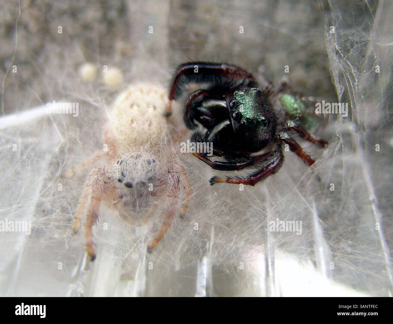 July 08, 2011 - La Selva, Costa Rica - A female (L) and male (R ...