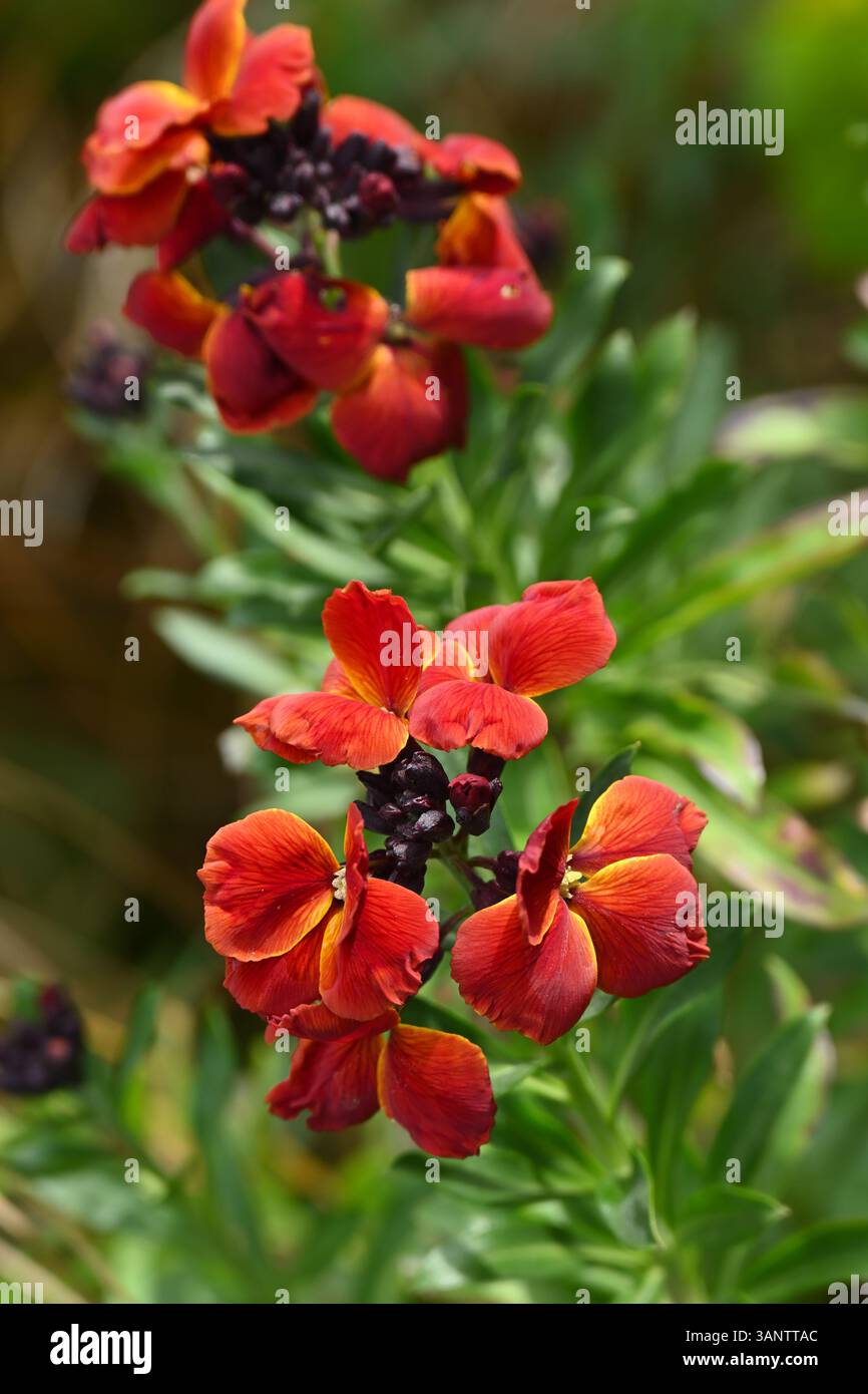 Rich red spring flowers of wallflower or Erysimum cheiri 'Fire King' UK garden April Stock Photo ...