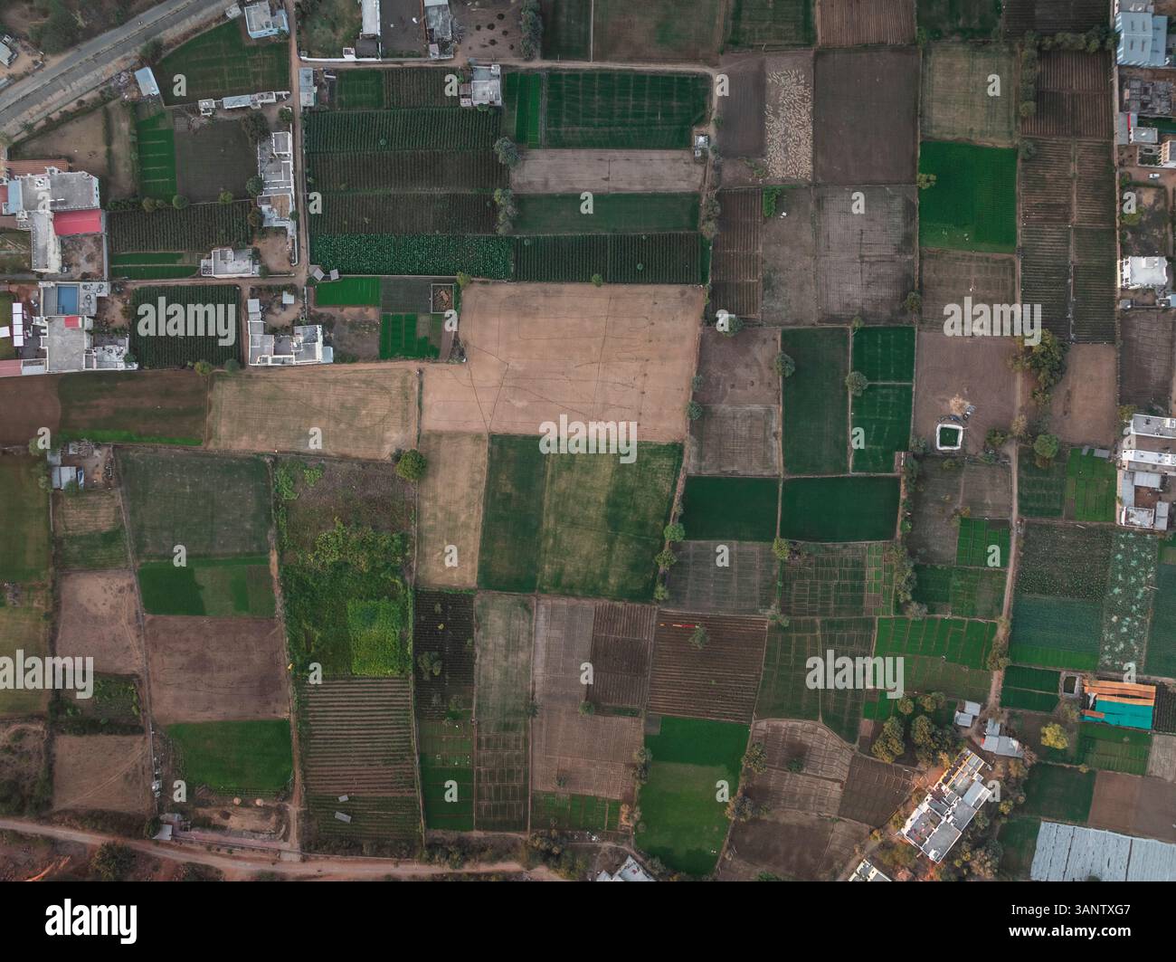 Aerial view of green farmland and patchwork fields with a village and buildings, Pushkar, India ...