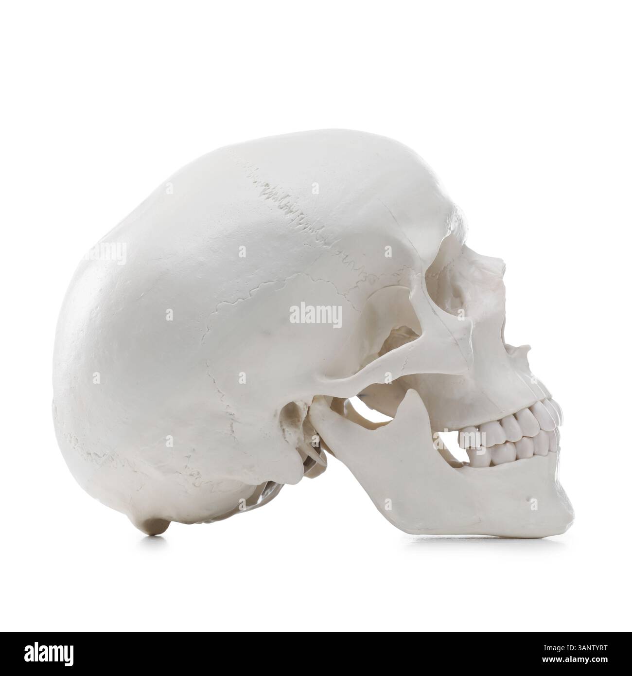 Artificial human skull model isolated on white Stock Photo - Alamy