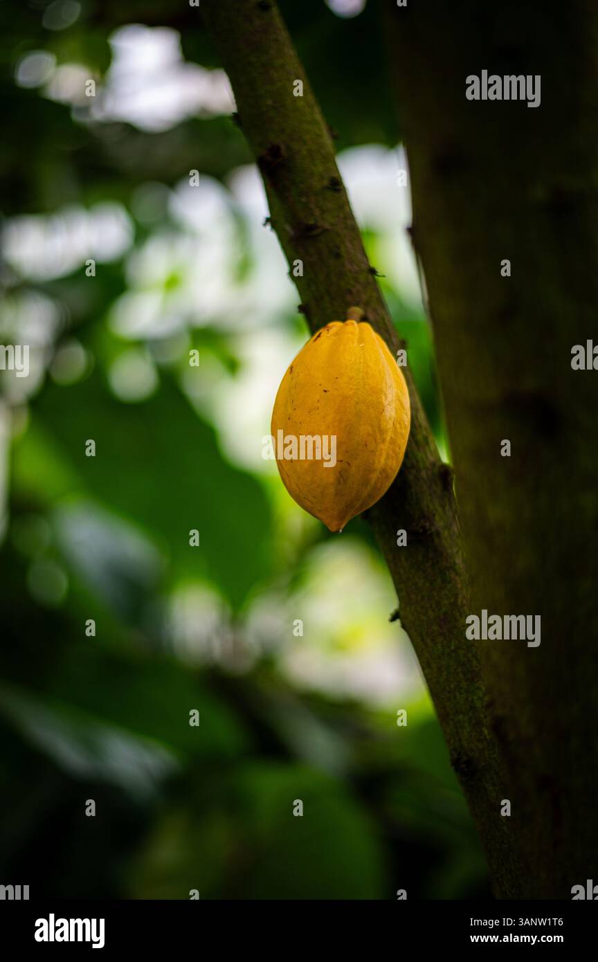 Cocoa Tree with Ripe Yellow Cocoa Fruit Stock Photo - Alamy