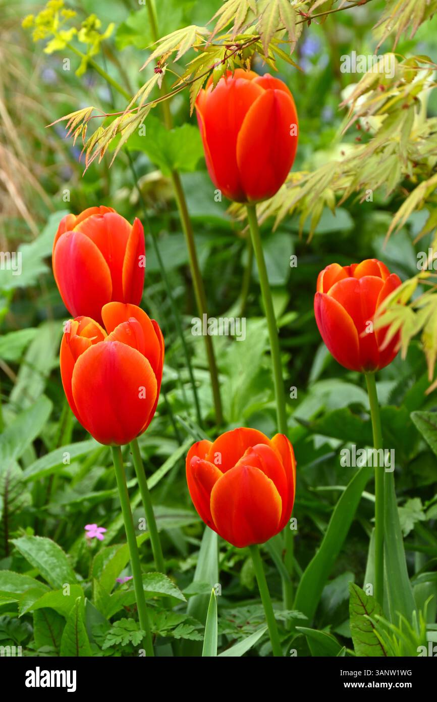 Yellow edged red spring flowers of Tulip tulipa Ad Rem in UK garden ...