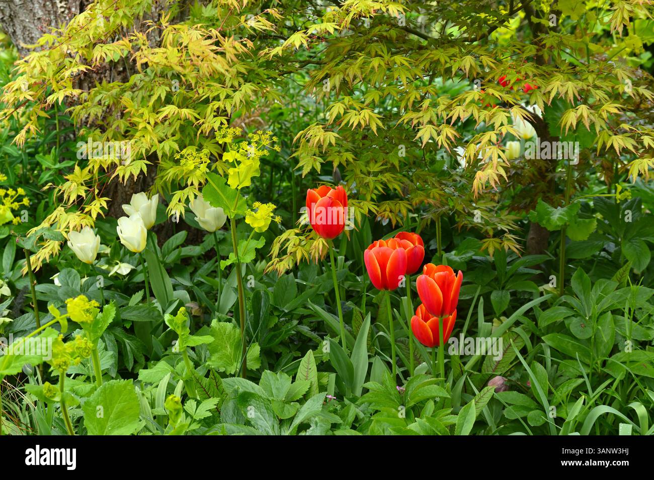 Yellow edged red spring flowers of Tulip tulipa Ad Rem and white Tulip ...