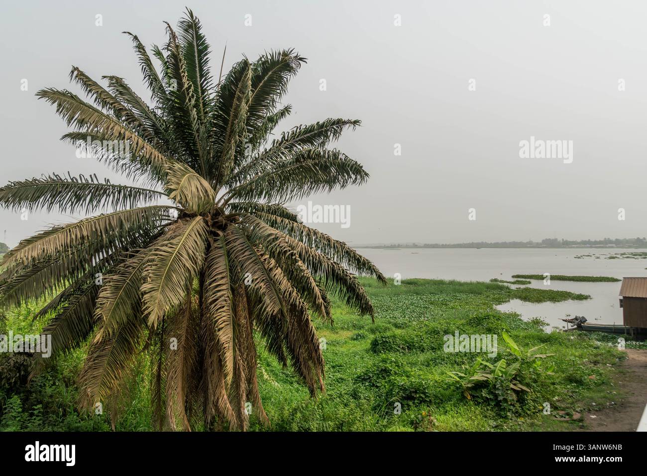 The palm tree by Yewa River near Porto-Novo, Benin, featuring boats ...
