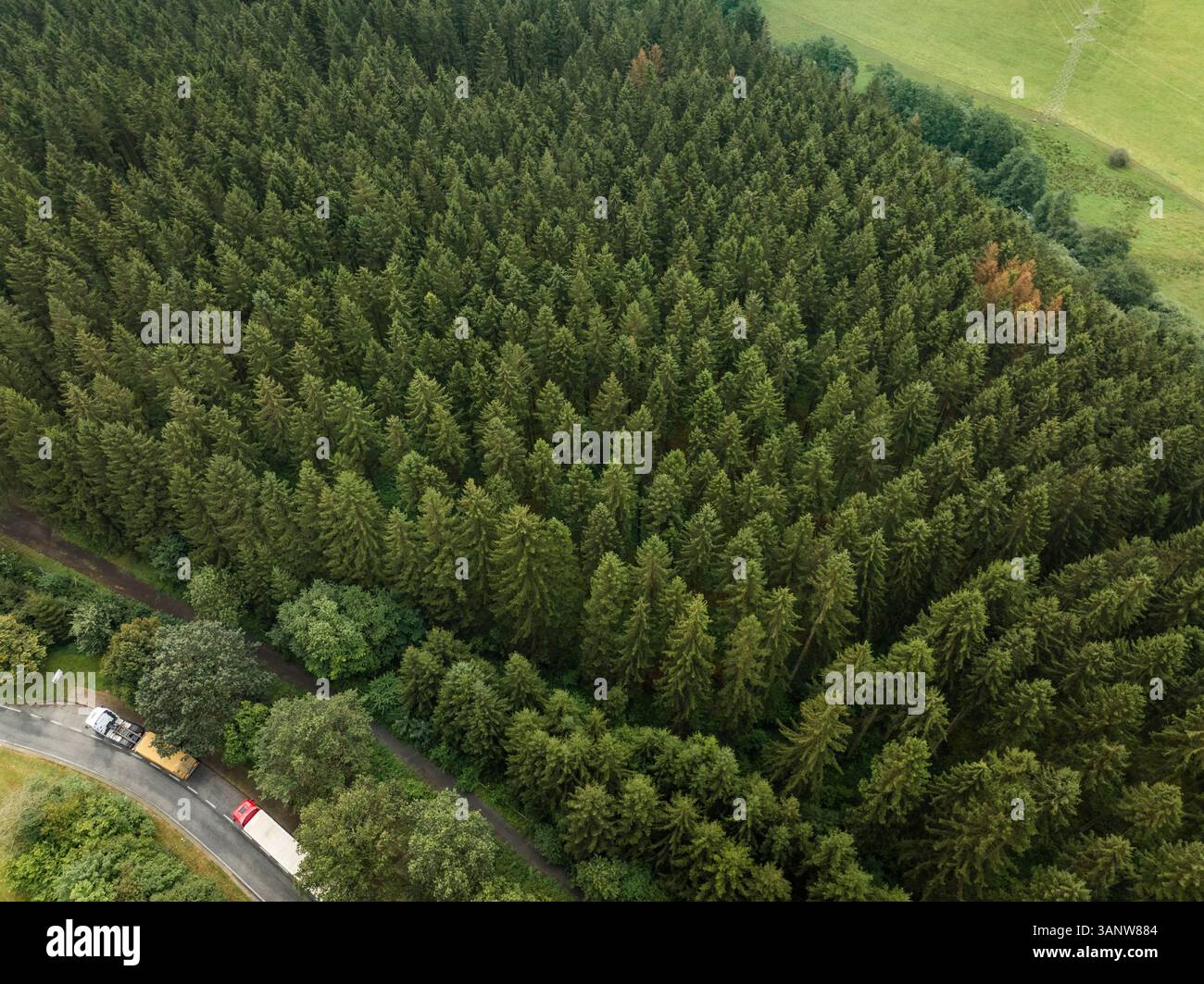 Aerial view of lush green forest with serene treetops and a winding ...