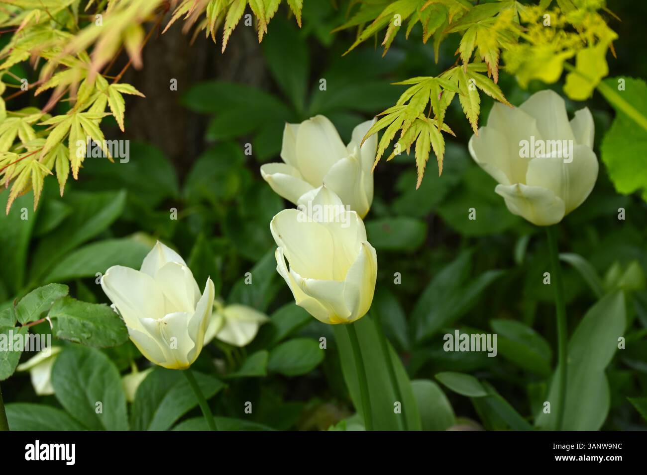 white spring flowers of Tulip purissima growing under Acer Palmatum ...