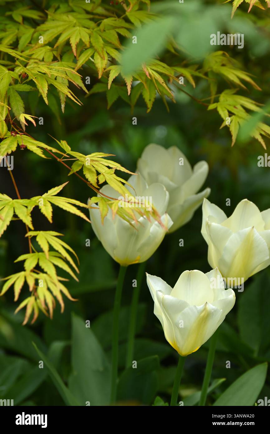 white spring flowers of Tulip purissima growing under Acer Palmatum ...