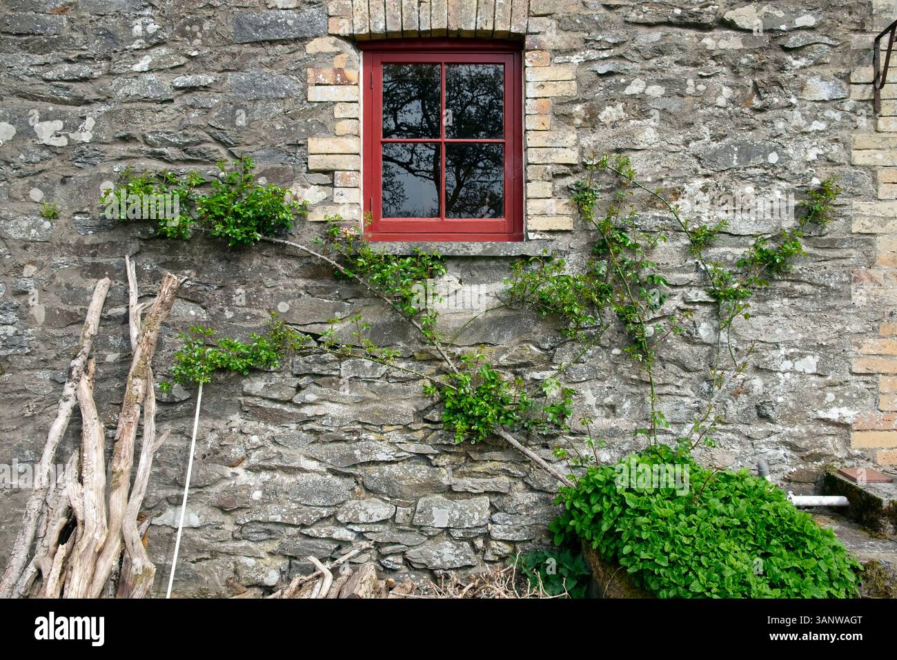 New Dawn rose developing leaves growing against a stone barn wall and ...