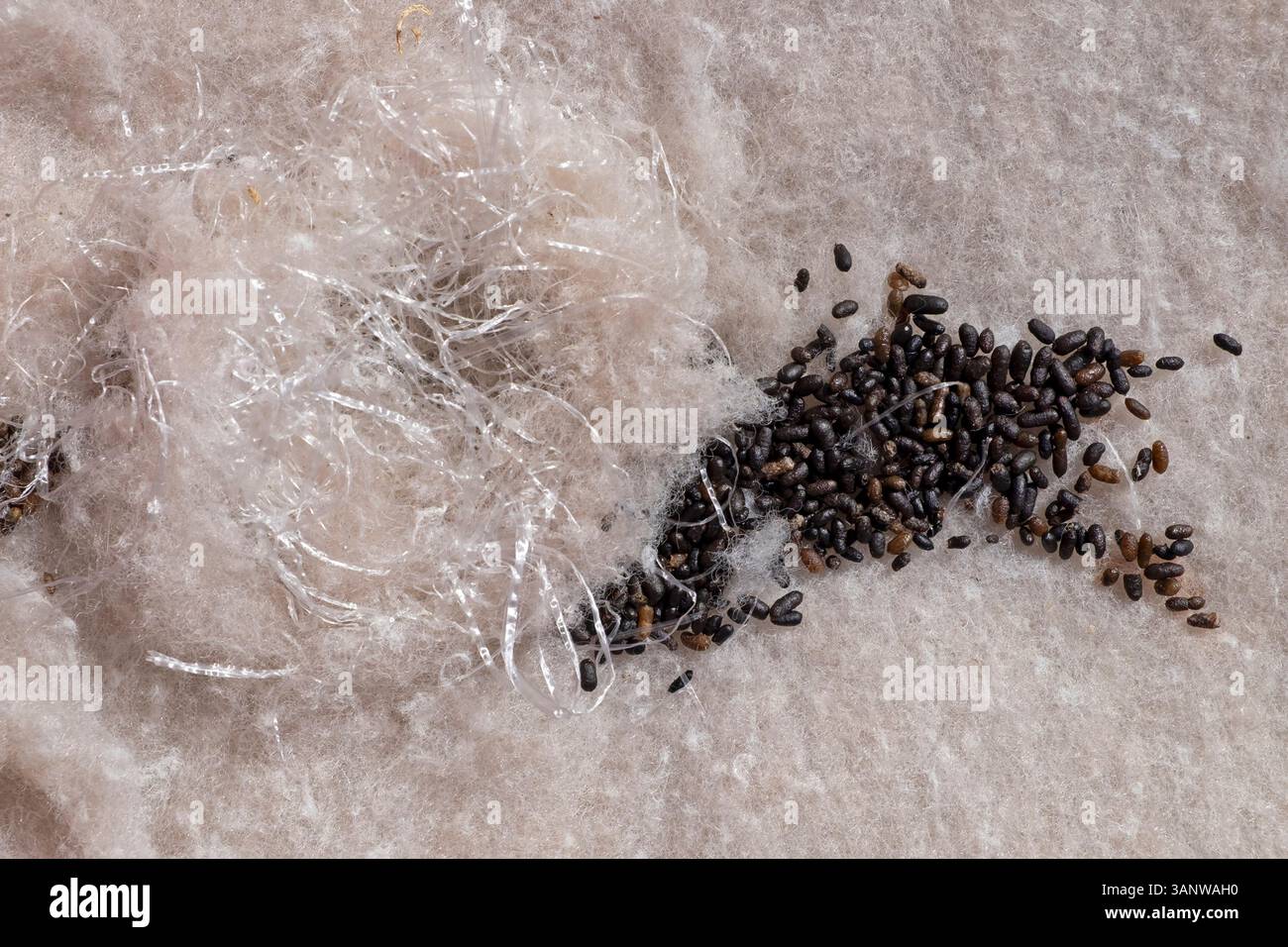 Mouse droppings in a nest of white plastic fibre packaging material ...