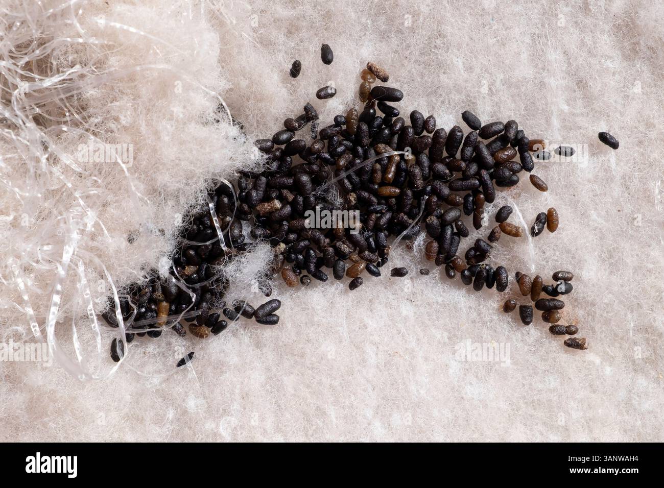 Mouse droppings in a nest of white plastic fibre packaging material ...