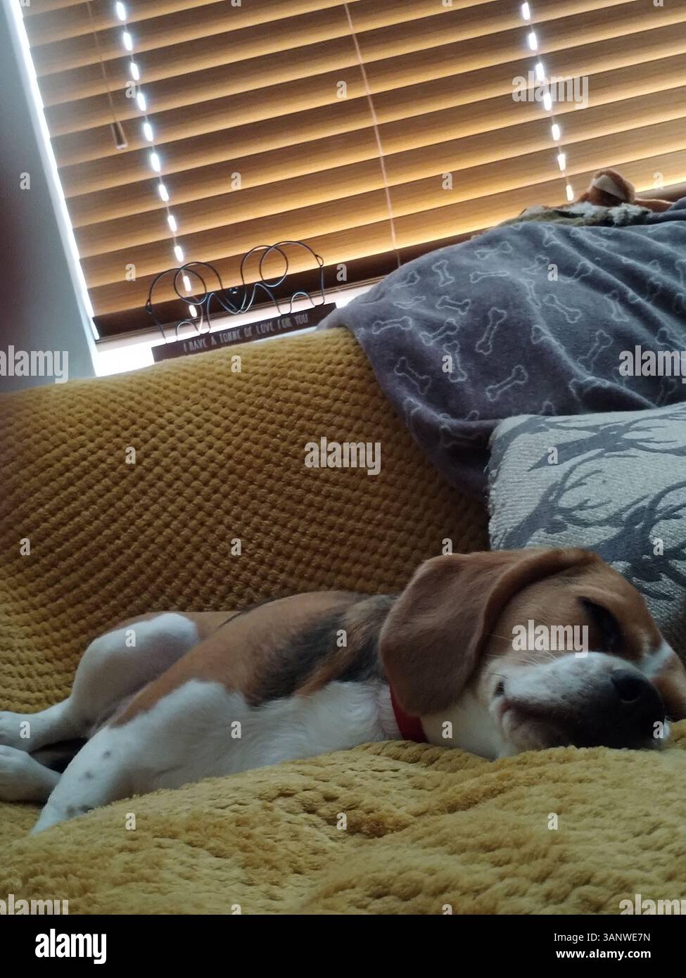 Beagle Dog Sleeping on the Sofa Stock Photo - Alamy