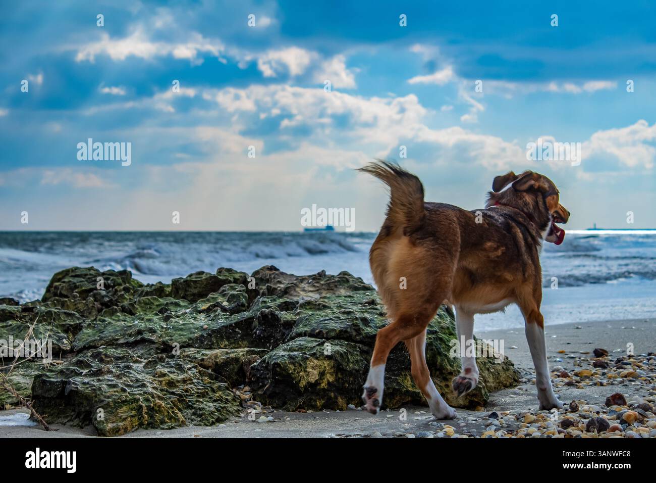 Animals, Nature, Domestic animals, Еurope, Eastern Europe, Romania ...