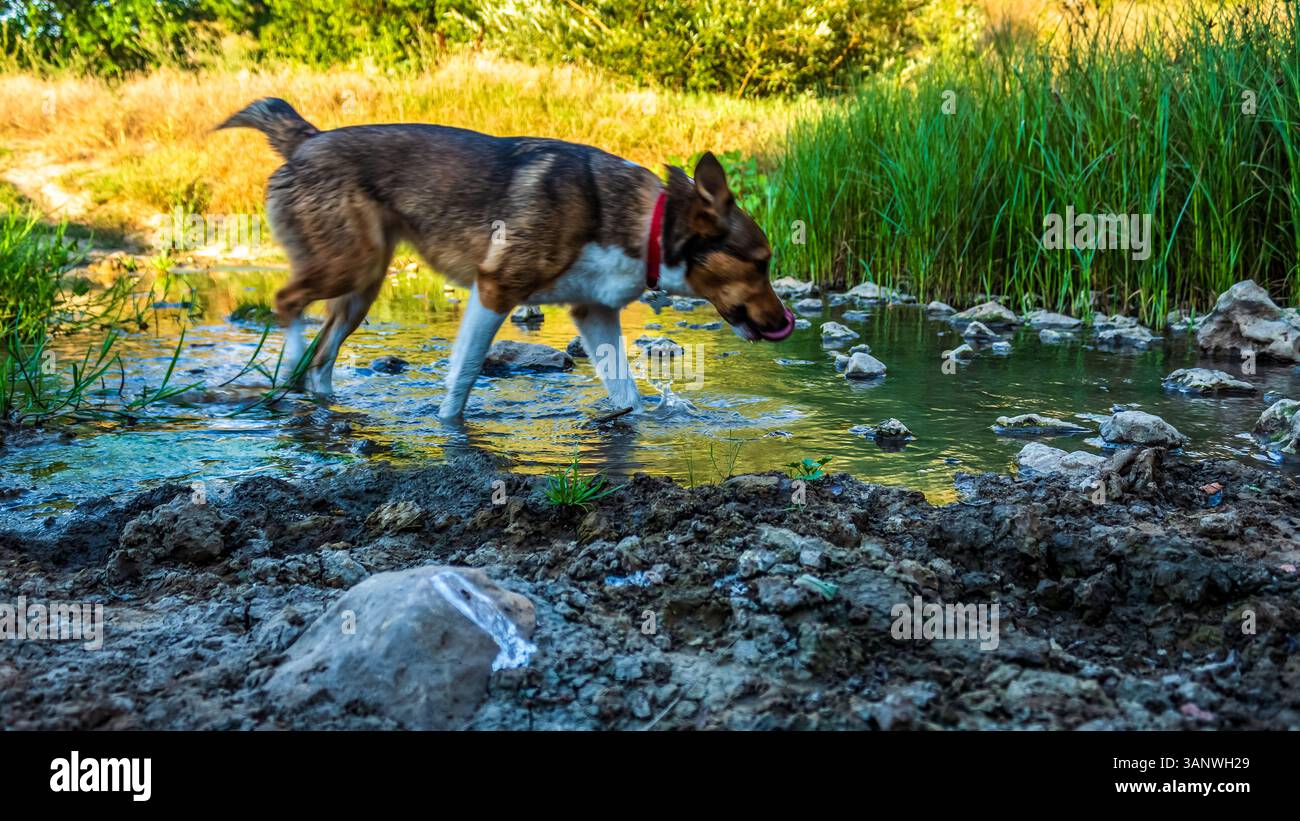Animals, Nature, Domestic animals, Еurope, Eastern Europe, Romania ...