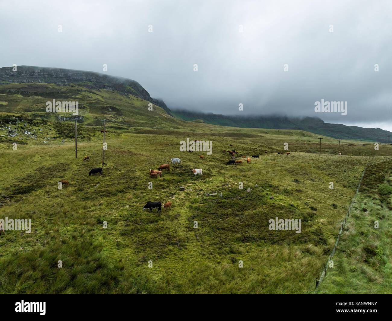 Aerial view of beautiful green hills and grazing cattle in a serene ...