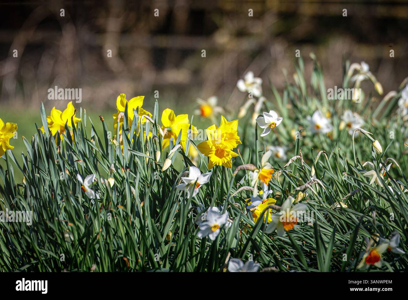 Spring walk and blooms in Northumberland March 2025 Stock Photo - Alamy