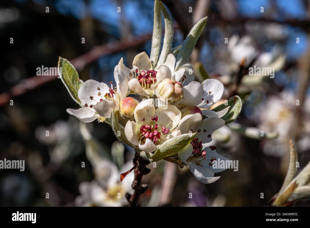 Spring walk and blooms in Northumberland March 2025 Stock Photo - Alamy
