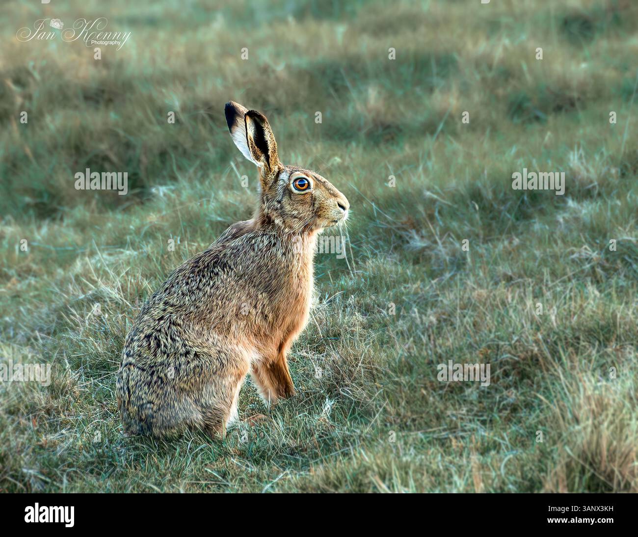 Mystical hare hi-res stock photography and images - Alamy