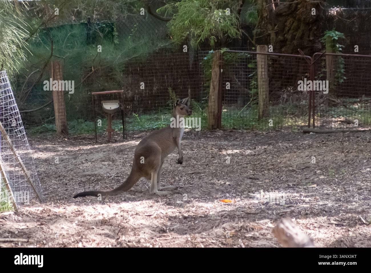 Kangaroo in Perth Zoo. They are indigenous to Australia and New Guinea ...