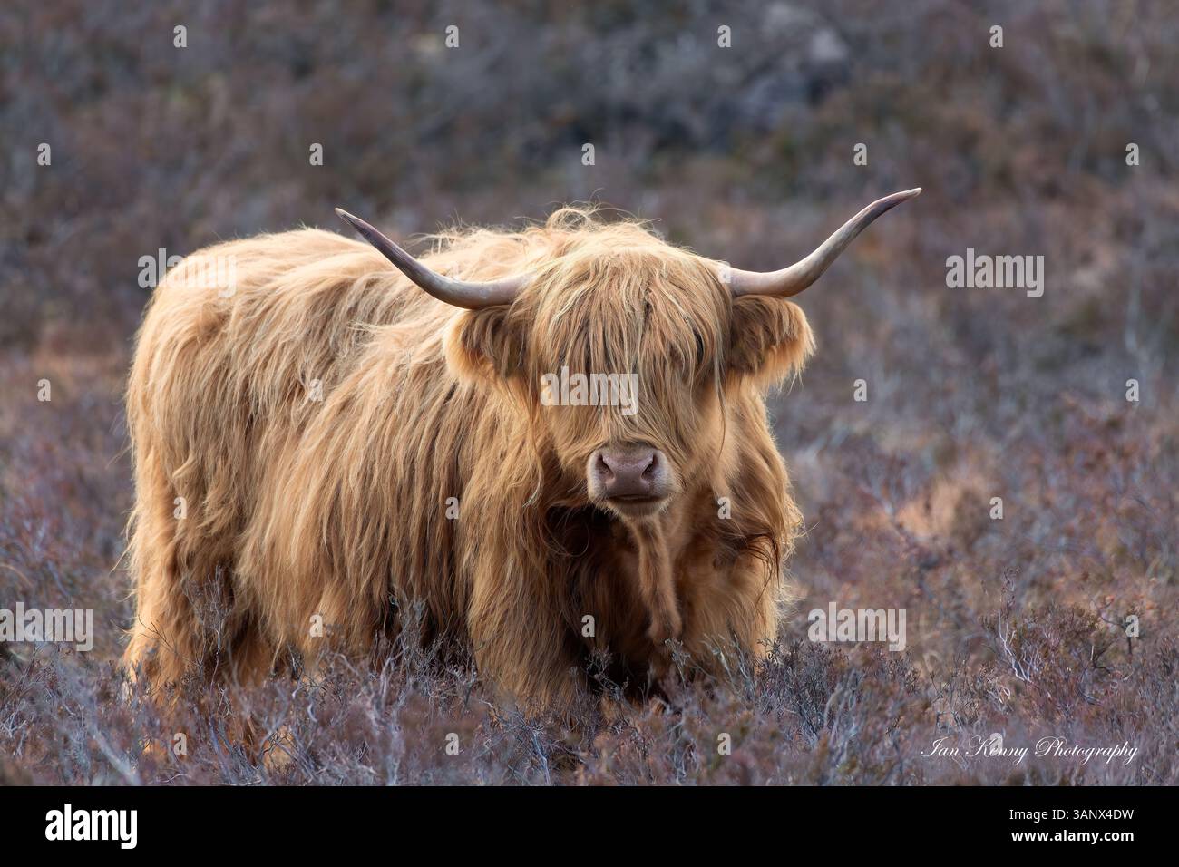 Highland cow scotland Stock Photo - Alamy