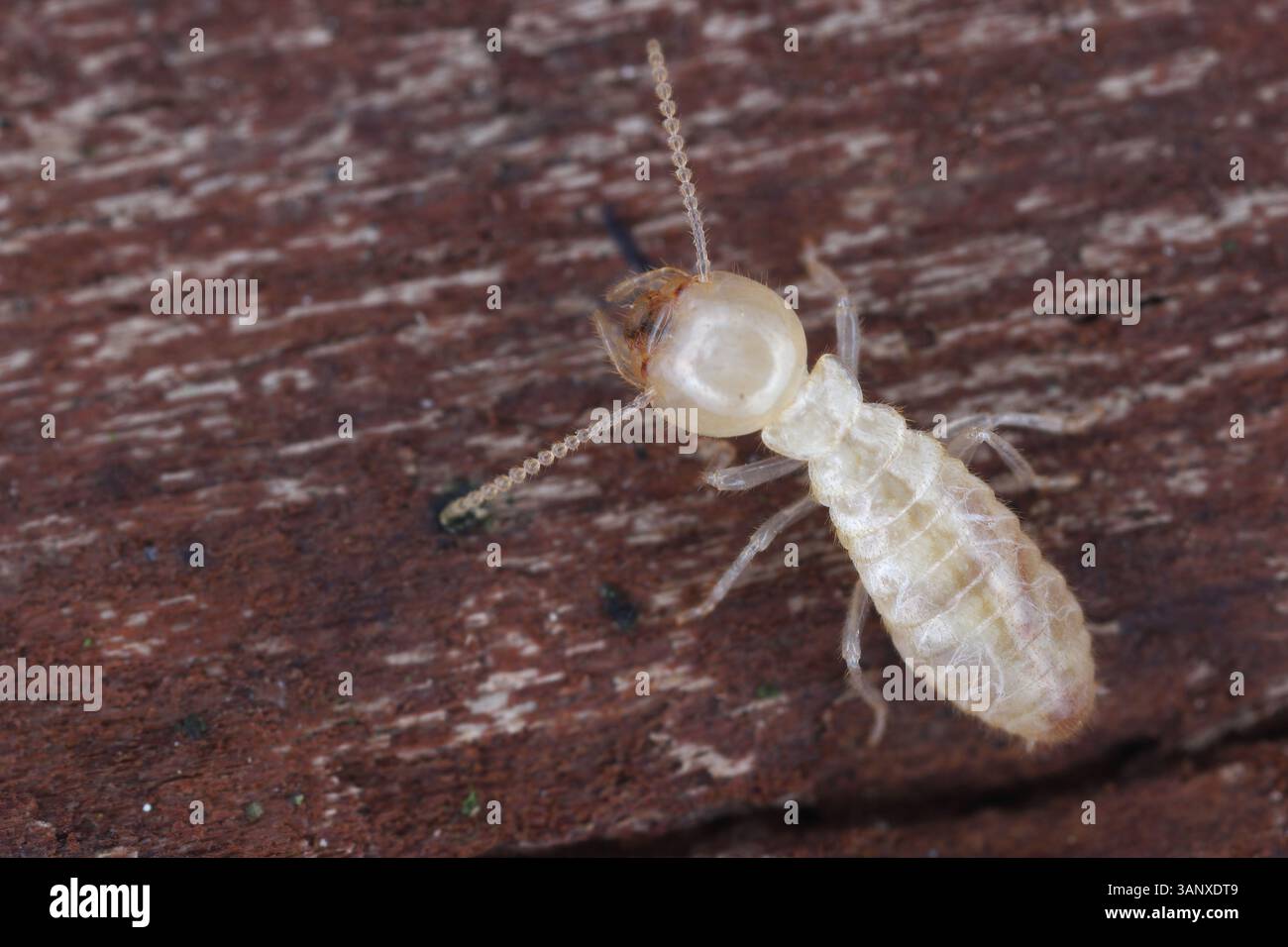 wild wildlife termites white ants workers makro macro. White termite on ...