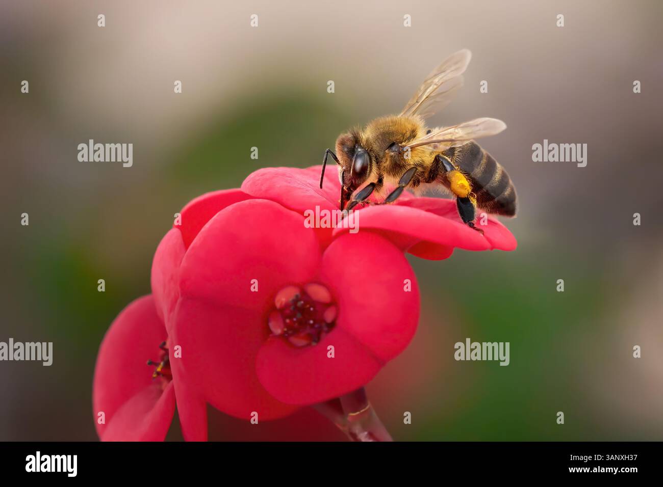Honey Bee collecting pollen on red Crown-of-thorns flowers (Euphorbia ...