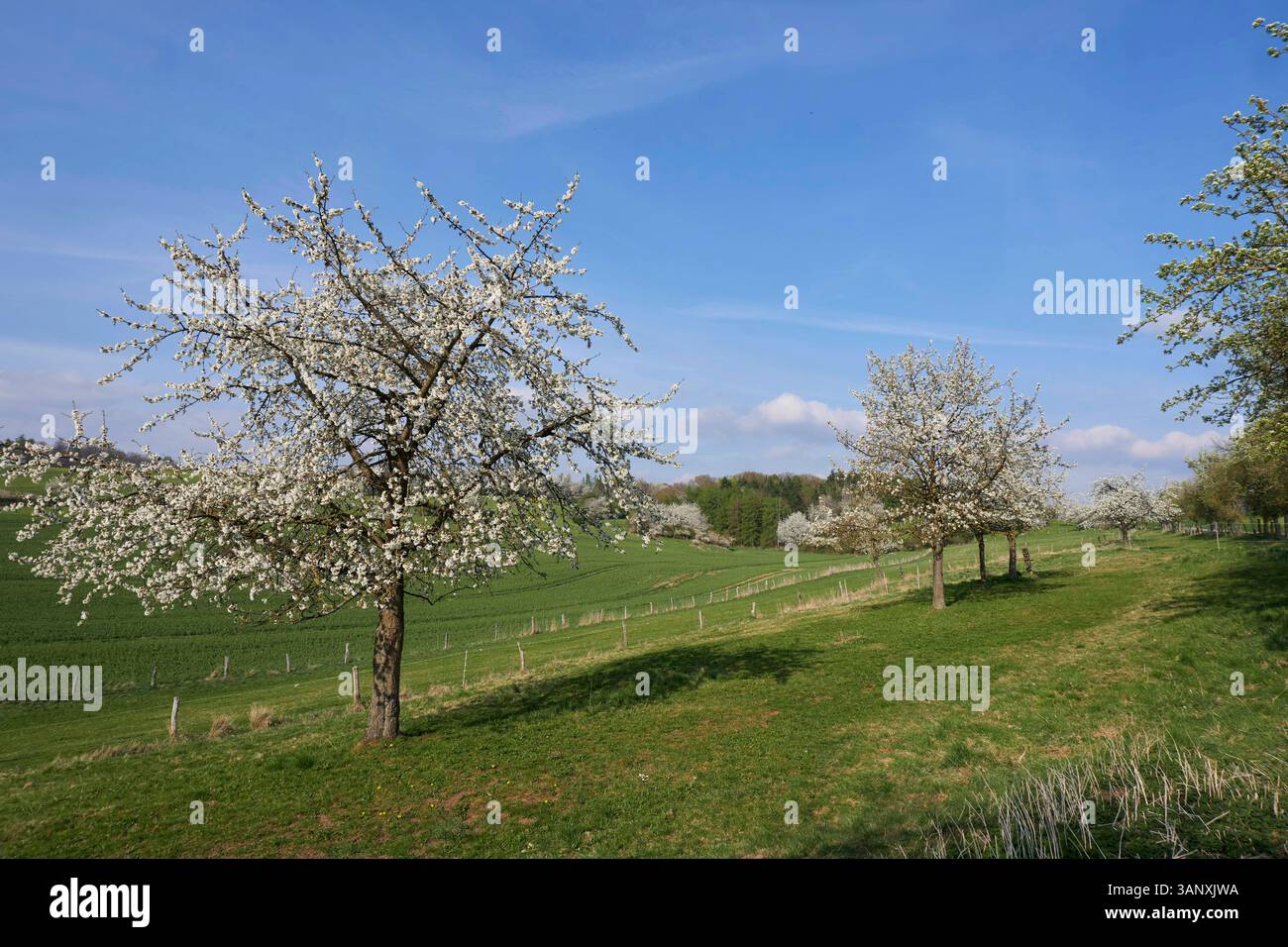 Apfelbaum, Apfelbäume, Birnenbaum Birnenbäume Kirschbaum, Kirschbäume ...
