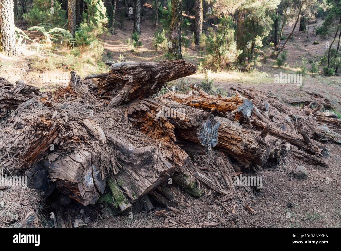 Fallen tree trunks and decaying wood in Tenerife pine forest Stock ...